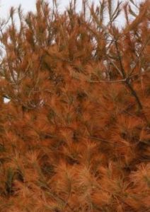 Why Are My Pine Trees Turning Brown? | Dees' Nursery