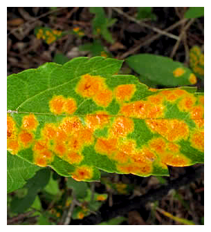Disease Alert: Cedar Apple Rust | Dees' Nursery