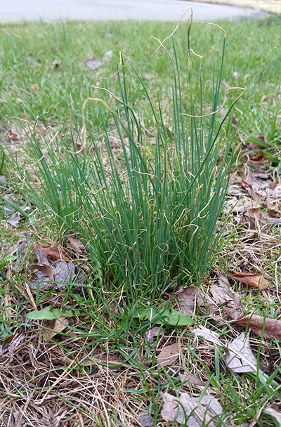 Wild Onion In Your Lawn - The Dees' Nursery & Florist