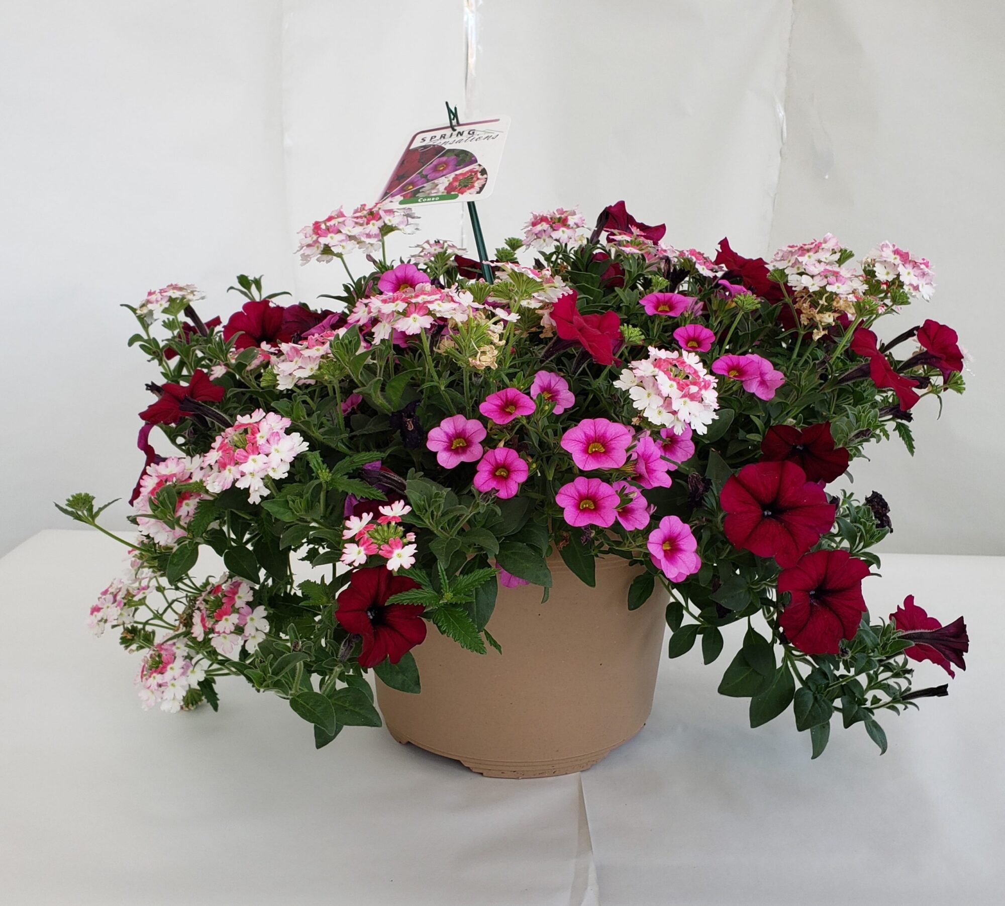 Summer 12” Combo Planter #2 - Dees' Nursery