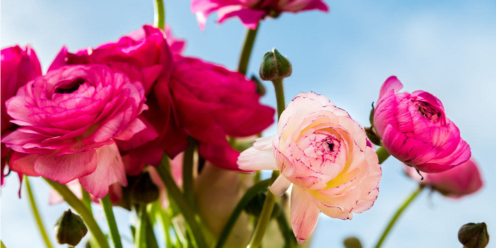 Spring Plants for Long Island - Dees' Nursery