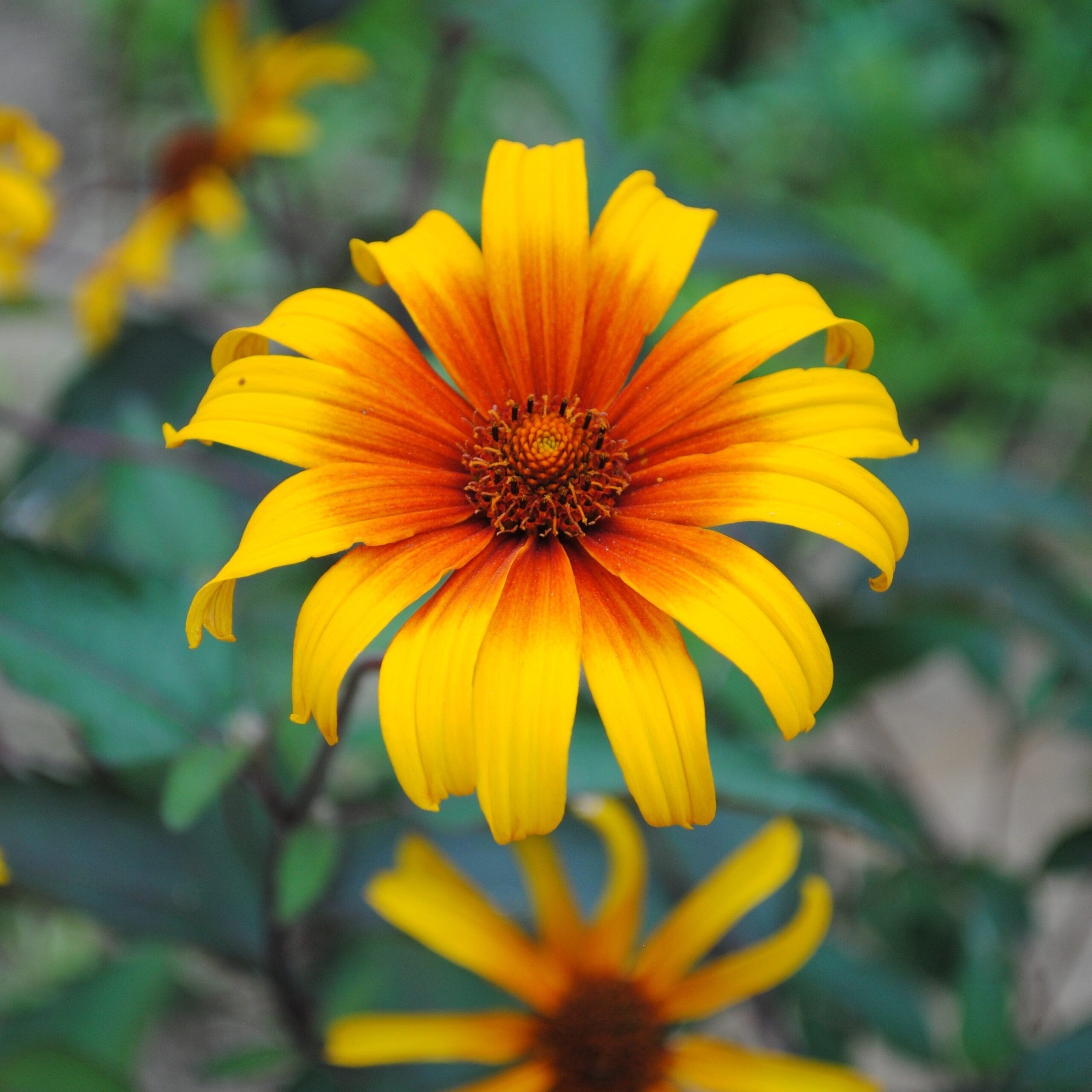 Burning Hearts False Sunflower - The Dees' Nursery & Florist