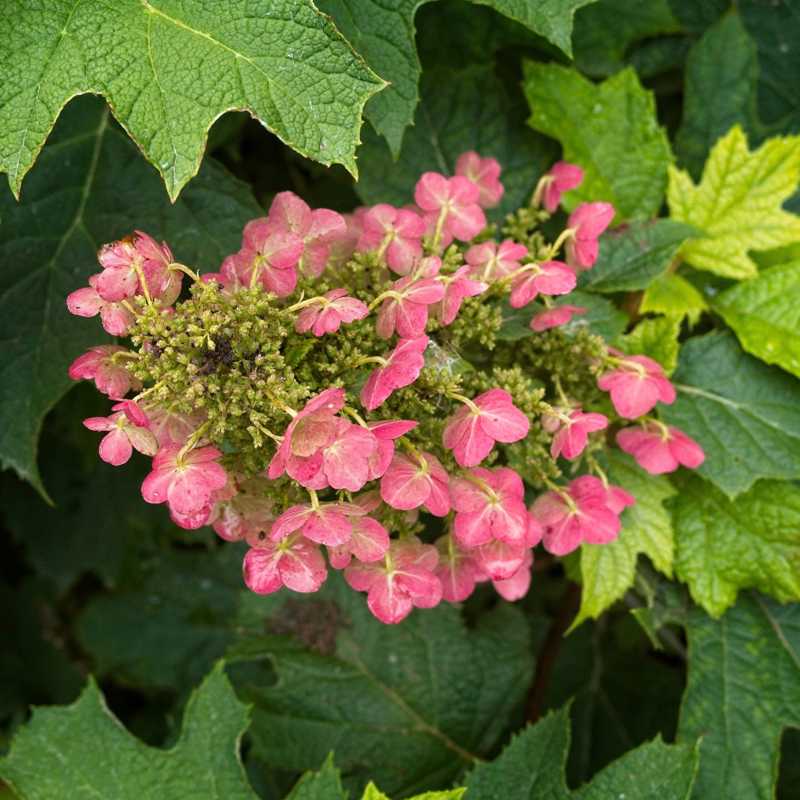 Ruby Slippers Oakleaf Hydrangea - Dees' Nursery