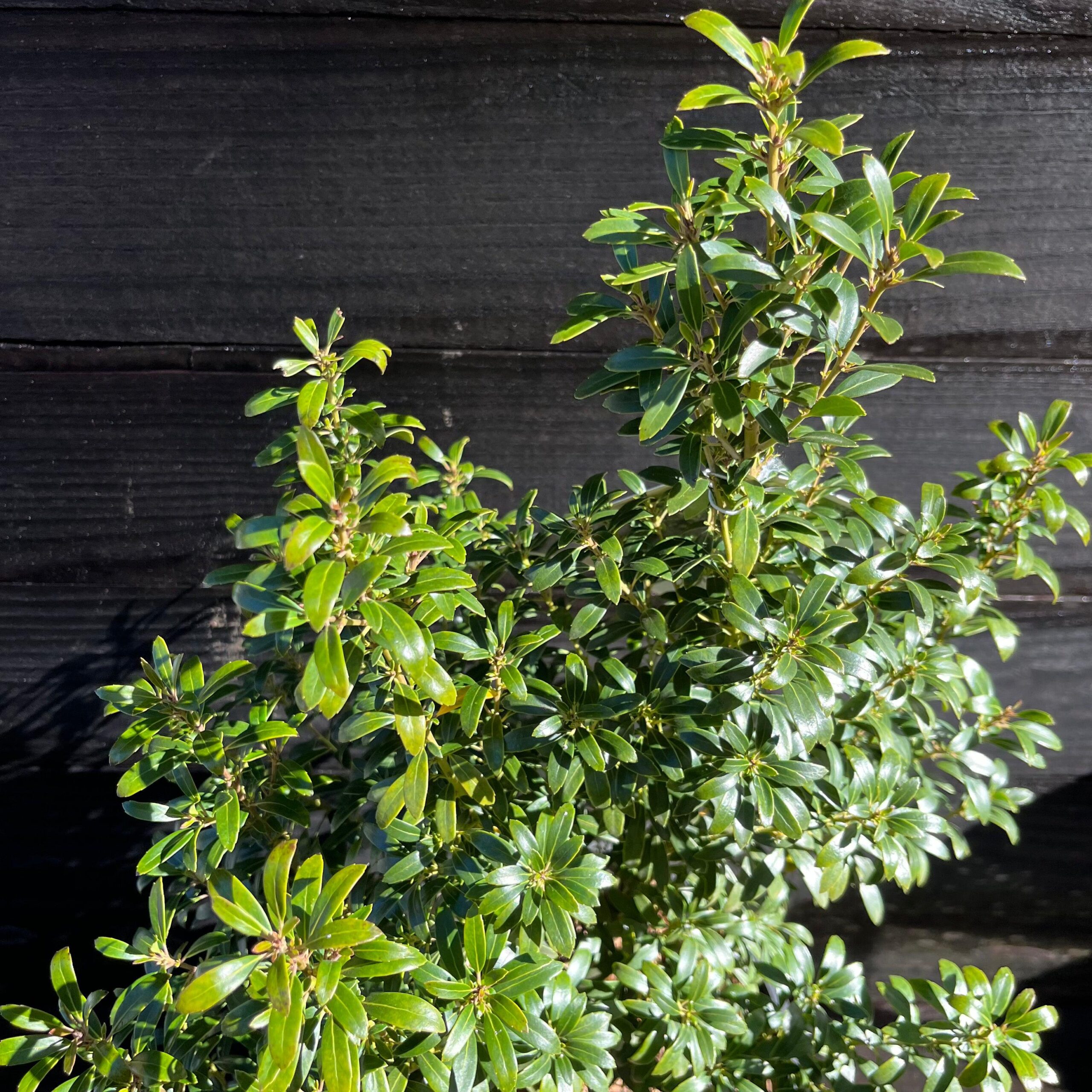 Gem Box® Inkberry Holly - Dees' Nursery