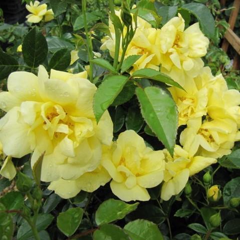 Flower Carpet® Yellow Rose - Dees' Nursery