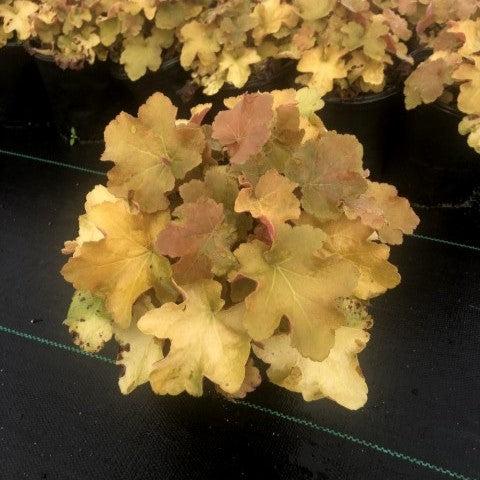 Caramel Coral Bells, Heuchera - Dees' Nursery