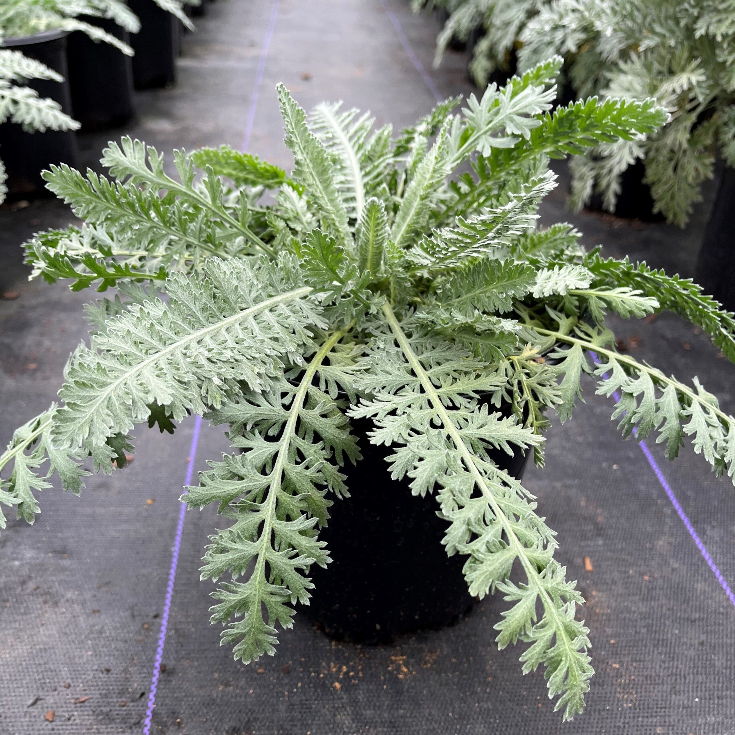 Moonshine Yarrow - The Dees' Nursery & Florist