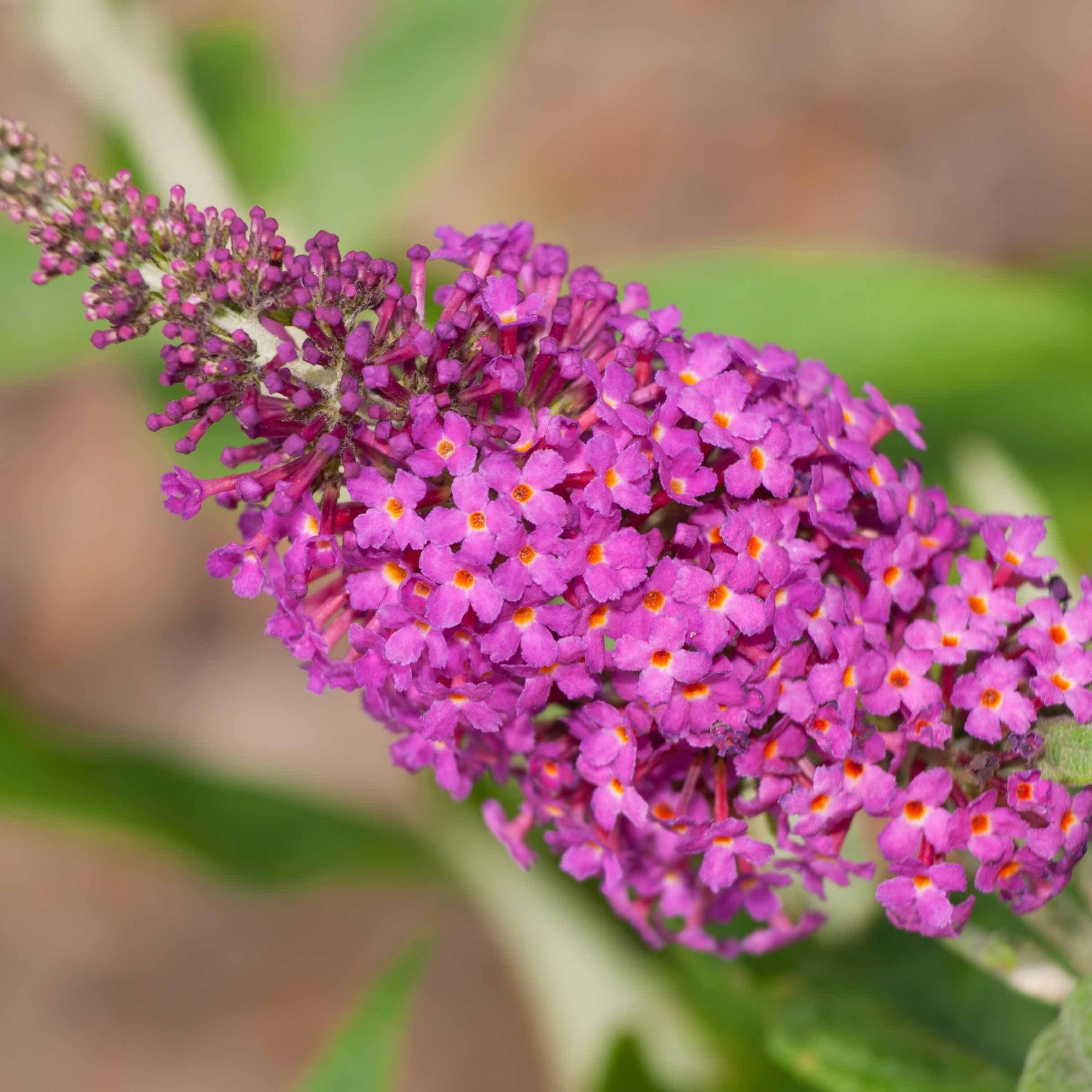 Miss Ruby Butterfly Bush - Dees' Nursery
