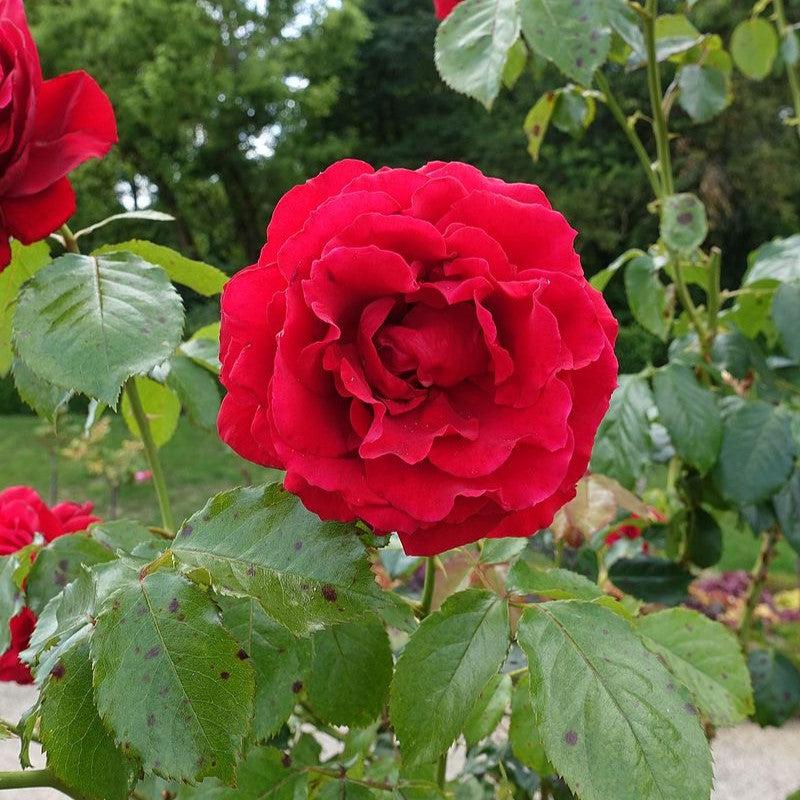 True Love™ Rose - Dees' Nursery