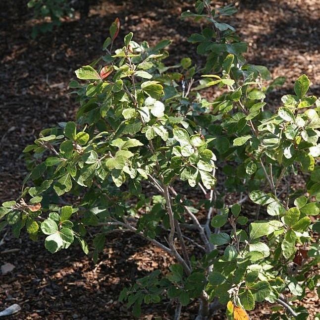 Gro-Low Fragrant Sumac - Dees' Nursery