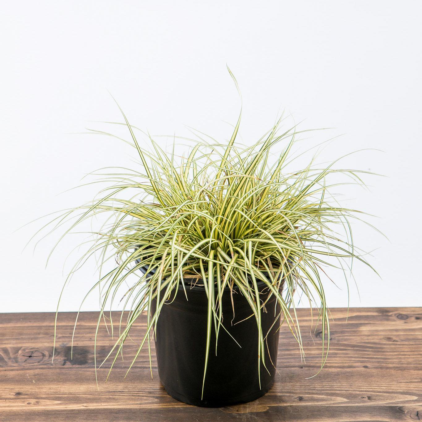 Evergold Variegated Sedge - Dees' Nursery