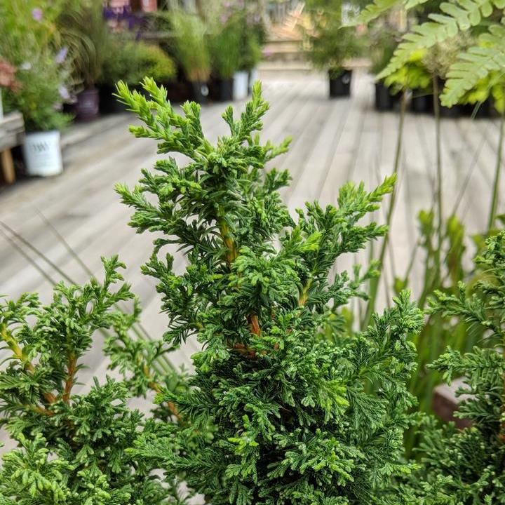 Top Point Dwarf White Cedar - The Dees' Nursery & Florist