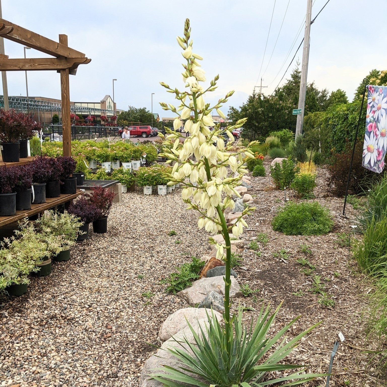 Excalibur Yucca - Dees' Nursery