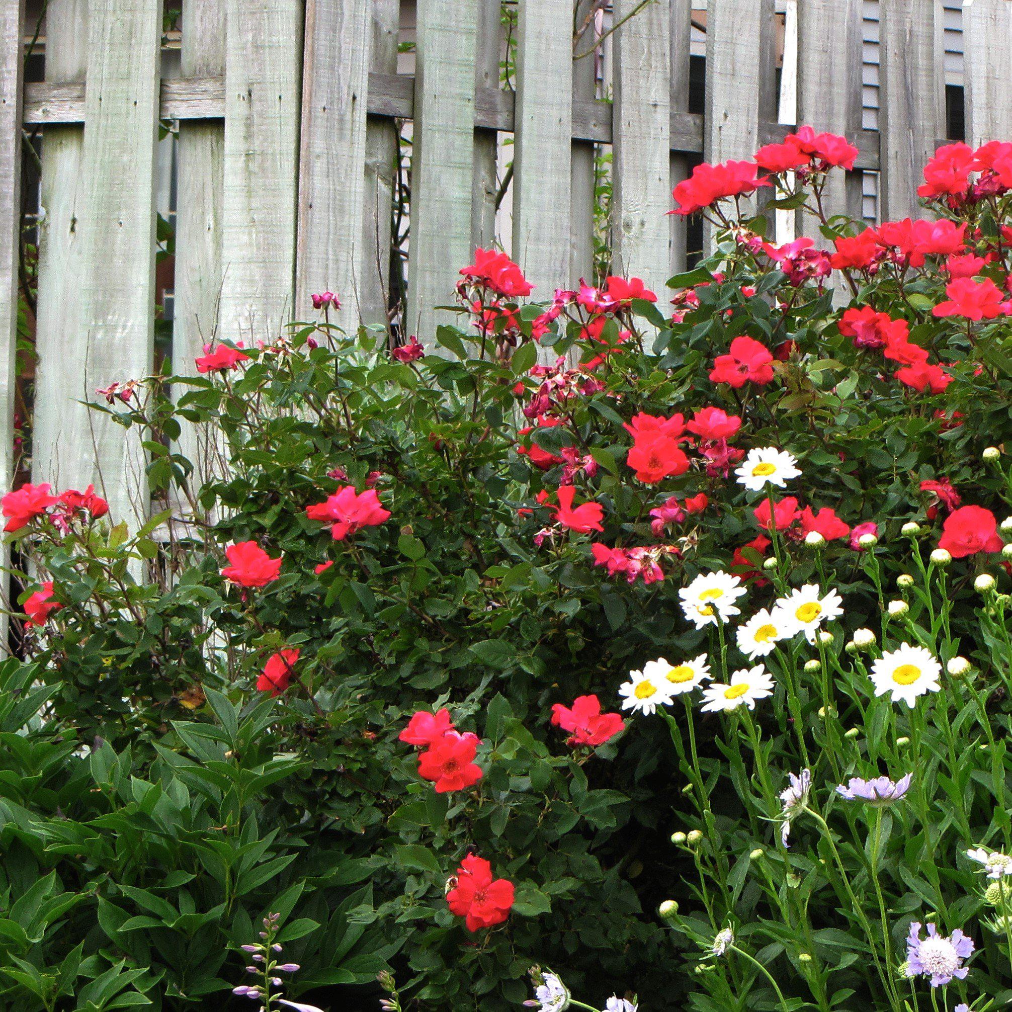 Flower Carpet® Red Rose - Dees' Nursery