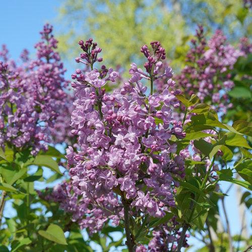 Scentara® Double Blue Lilac - Dees' Nursery