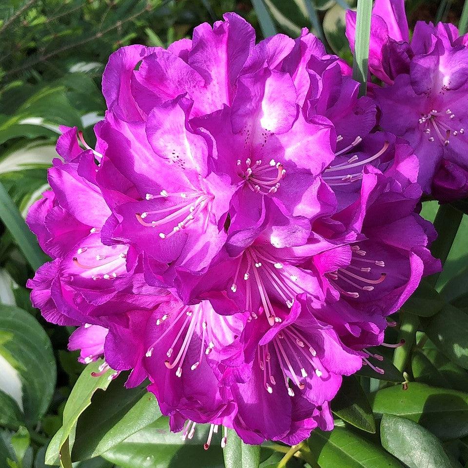 Purple Passion Rhododendron - Dees' Nursery