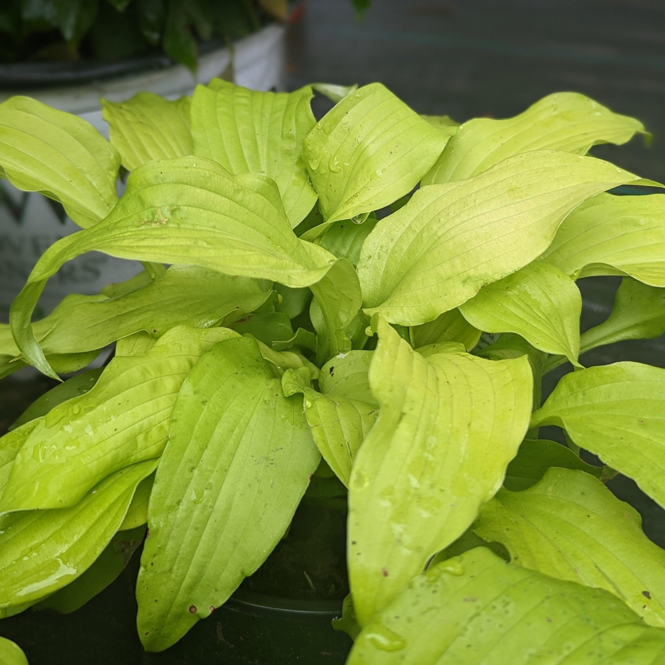 Dancing Queen Hosta - Dees' Nursery