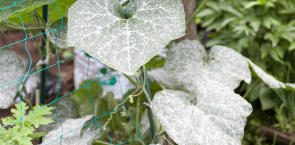 Combatting Powdery Mildew: A Complete Guide for Your Garden - The Dees ...